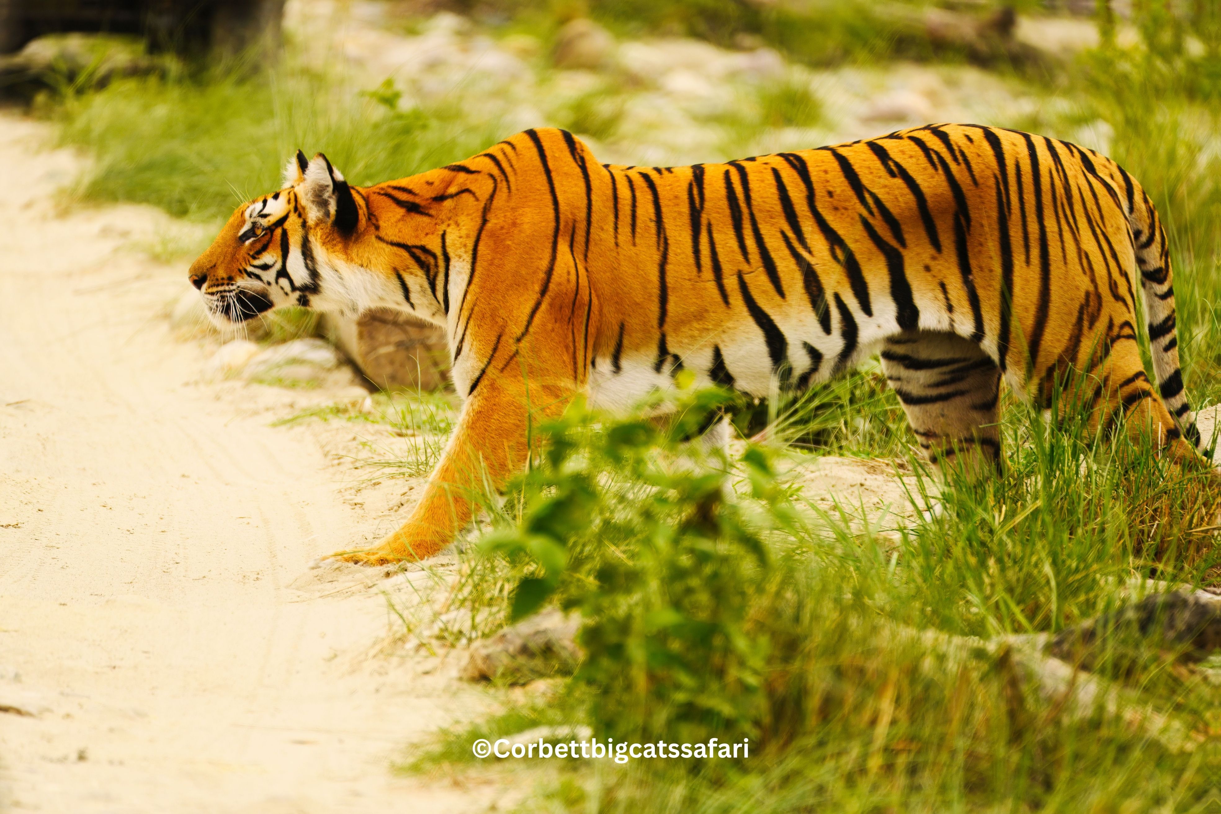 Jim Corbett National Park: Safari Timings, Zones & Booking Guide