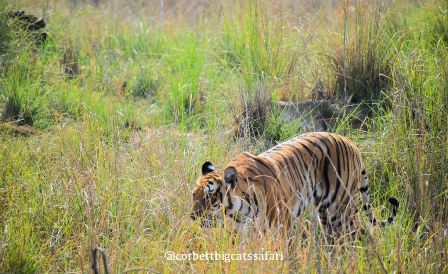 One of the Best Tiger Spotting Zones in Jim Corbett and Wildlife Adventure